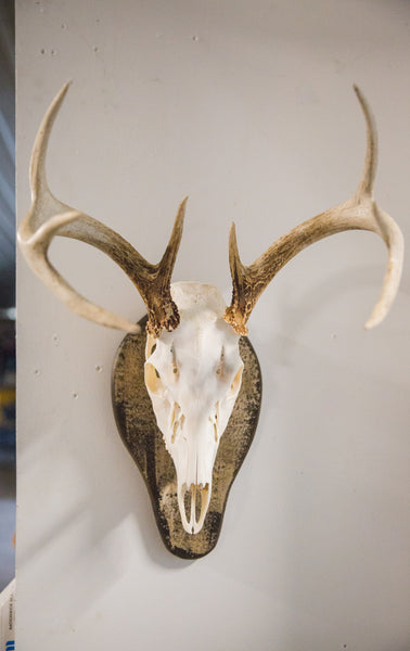 European Mounts – Outdoor Hunting Lab